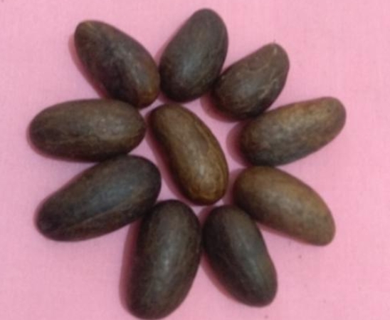 Petit cola (Garcinia Cola) – MYBEST