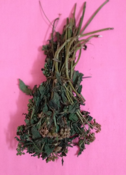 Le roi des herbes (Ageratum conyzoïdes) – MYBEST