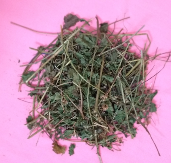 Le roi des herbes (Ageratum conyzoïdes) – MYBEST