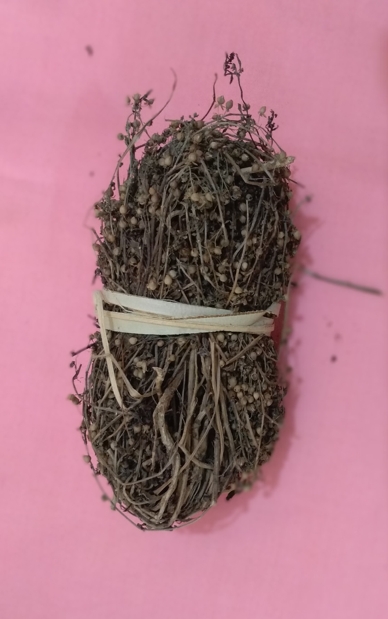 Plante médicinale timi-timini (Scoparia Dulcis) SAN-THE – MYBEST